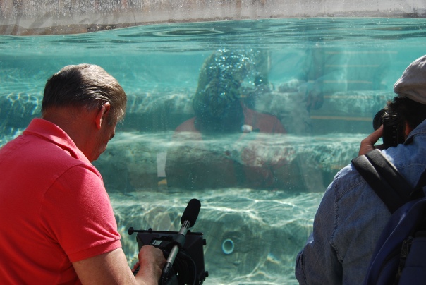 Odin’s Temple of the Tiger - Coaster101